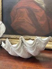 Collectible Shells for sale | eBay