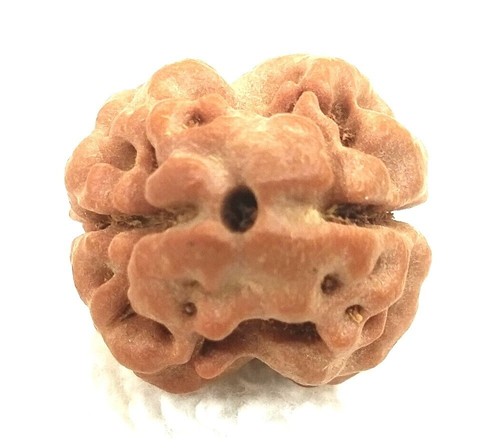 2 Mukhi Rudraksha / Two Face Rudraksh - Nepal Bead - Lab Certified ...