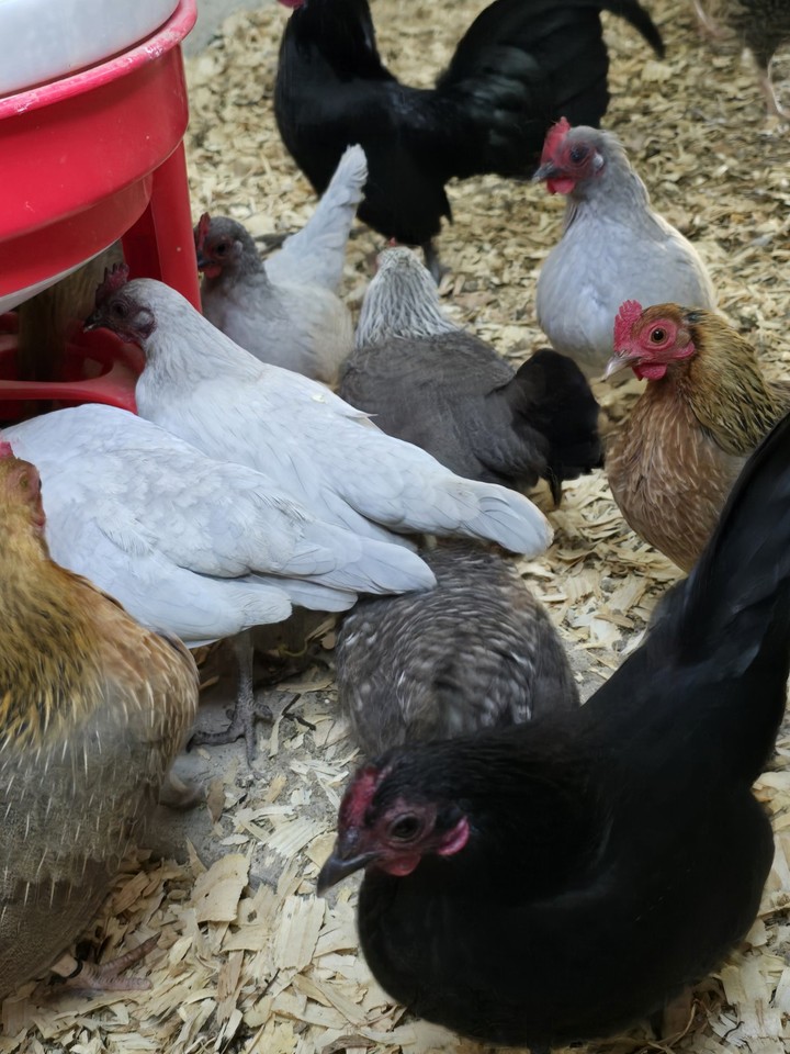 6 - Old English Game Bantam Hatching Eggs- Barnyard Mix | eBay