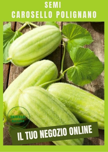 Concombre Carosello Demi Long De Polignano 40 Pépins + Gratuit 20 Autre ...