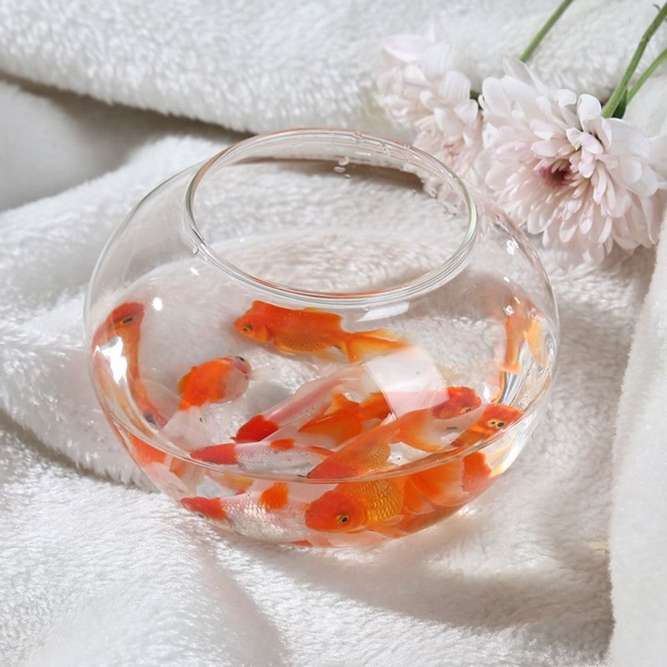 Plastic Transparent Round Fish Tank Clear Desktop Aquarium Bowl Fish ...