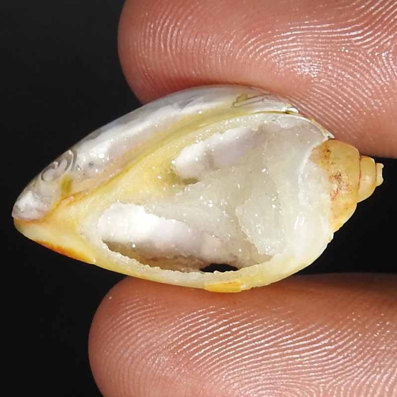 100% Natural Unique Fossil SNAIL DRUZY Fancy Cabochon Loose Gemstone | eBay