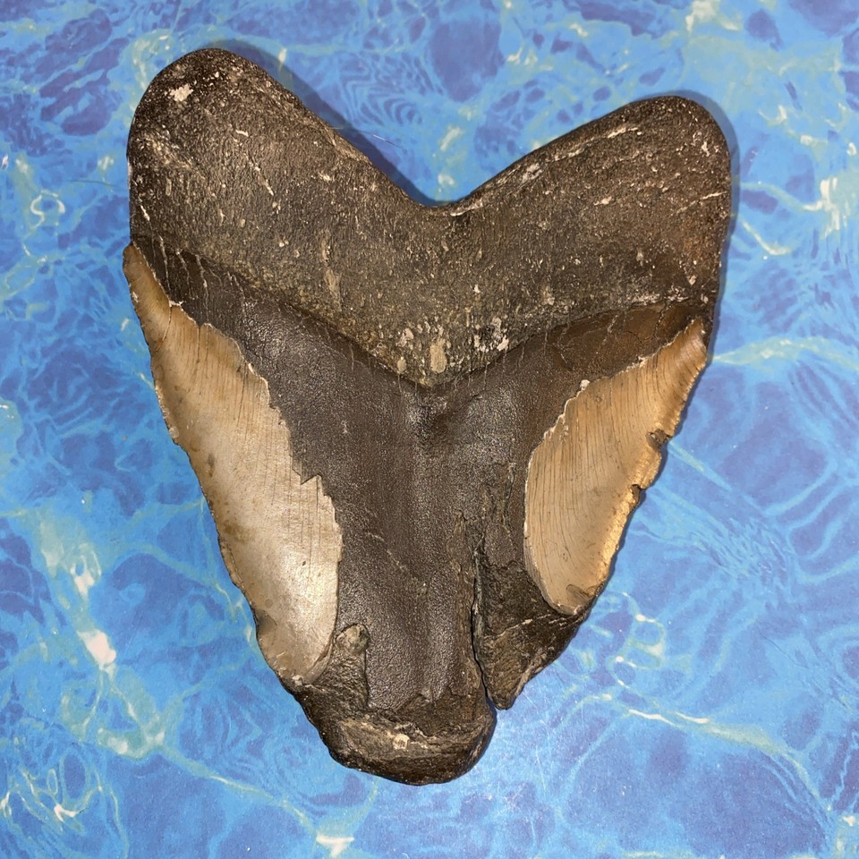 MEGALODON SHARK TOOTH 5.39” HUGE TEETH MEG SCUBA DIVER DIRECT FOSSIL NC ...