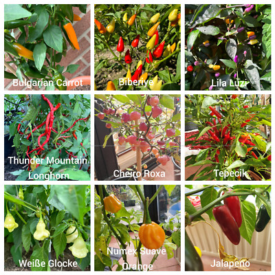 Chili Sorten Set. 9 verschiedene Sorten, Samenfest, Peperoni, Scharf | eBay