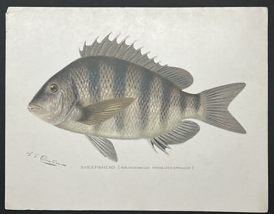 Taxidermy - Sheepshead Fish Mount