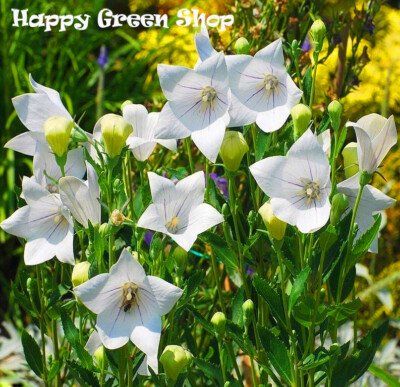 BALLOON FLOWER BELLFLOWER - WHITE - 130 seeds - Platycodon grandiflorus ...