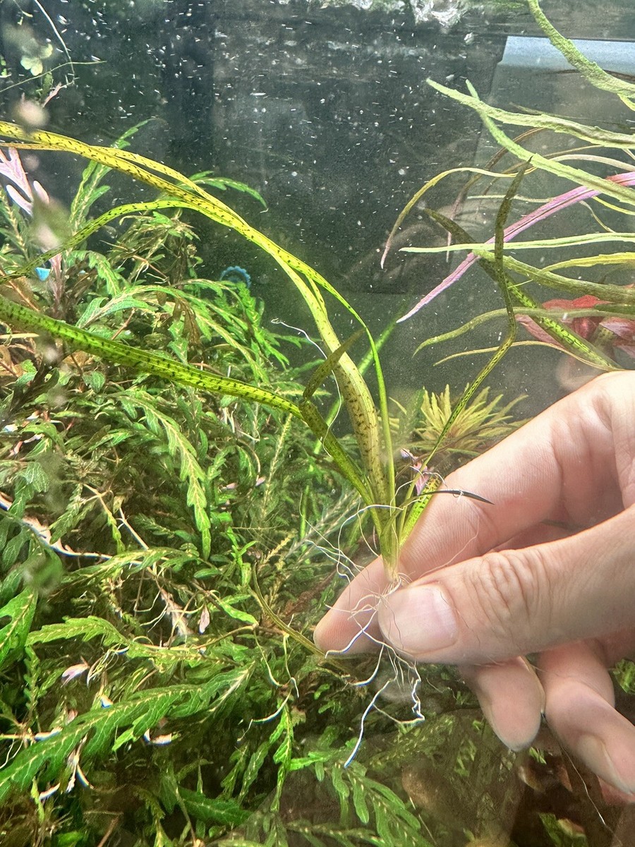 Vallisneria Spiralis Leopard