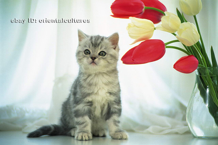 Chinese 100% real natural silk thread,su hand embroidery kits:cute ...