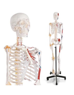 70.8"Life Size Human Anatomical Anatomy Skeleton Model w/Stand for ...