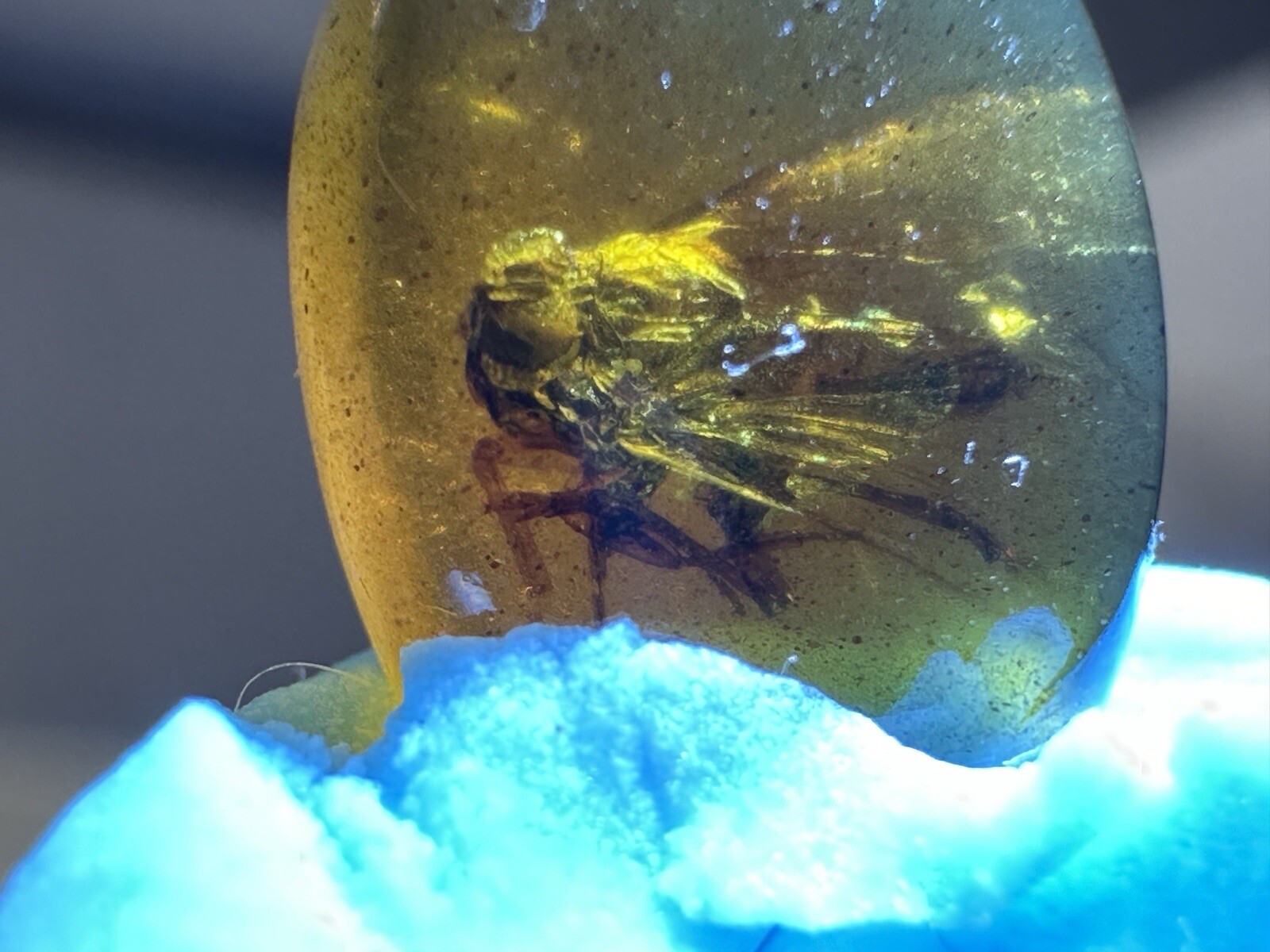 GIANT CRETACEOUS FLYING BUG 🪰 Burmite Amber Fossil Inclusion Insect ...