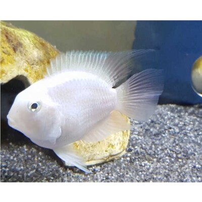 6+2 FREE! Gorgeous Snow White Platinum Parrot Fish | eBay