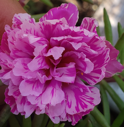 Moss Rose ( Portulaca Grandiflora ) , Peppermint Pink, 10 unrooted ...