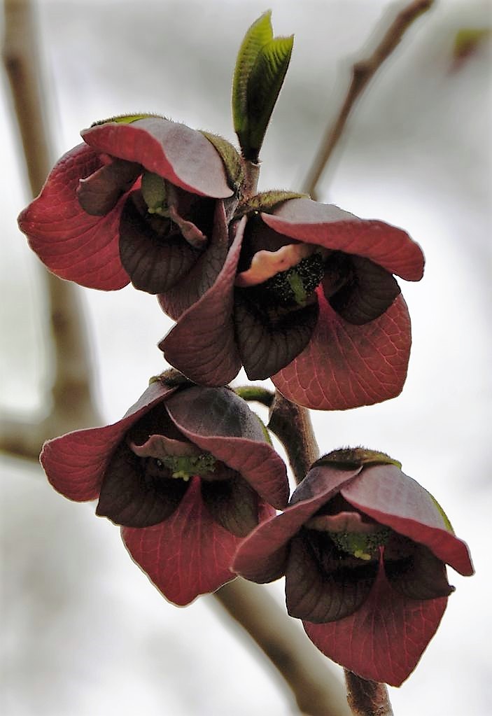 5 PAW PAW FRUIT TREE Indian Banana Asimina Triloba Flower Seeds *Flat S ...