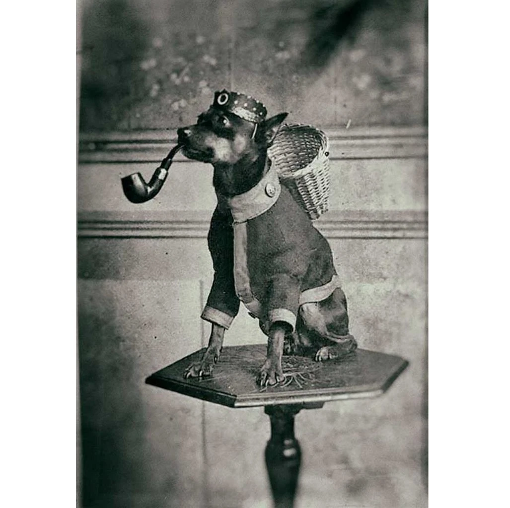 Dog Smoking Pipe