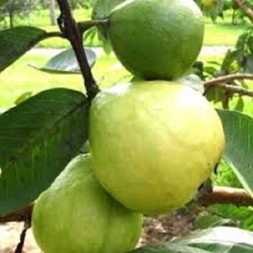 MEXICAN CREAM GUAVA SEEDS Fruits Seeds Guava Seeds Mexican Cream Guava ...