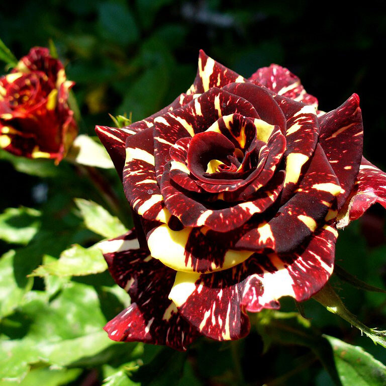 Black Dragon Rose Plant