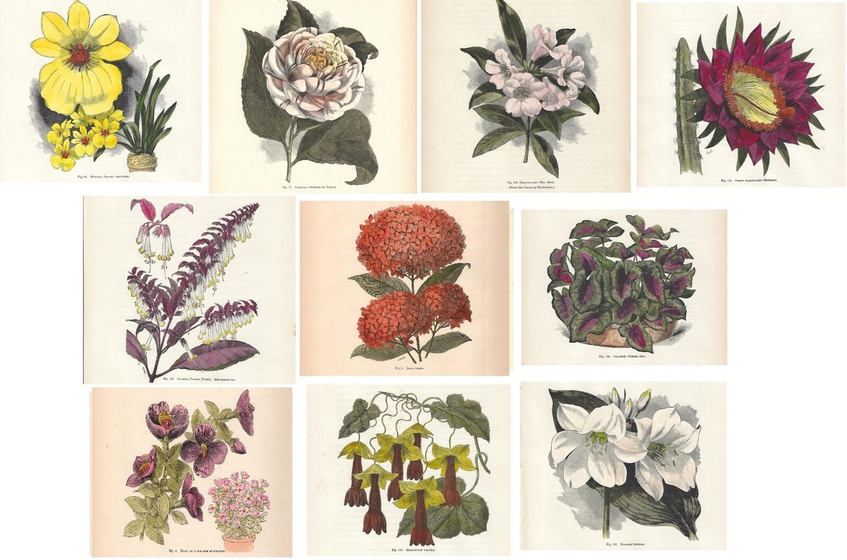 Stampe Floreali Antiche Stampe Floreali Vittoriane Dal Museo Dei Fiori