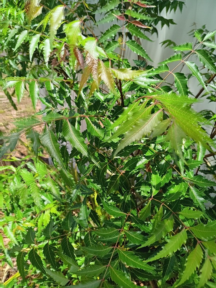 Neem Tree Azadirachta indica 5"- 7" Tall Live Plant | eBay