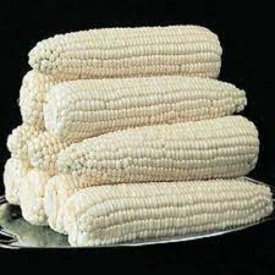 Premium Silver Queen Corn Seeds - Fresh Harvest High Yield Variety ...