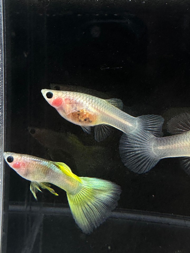 1 TRIO LIVE GUPPY FISH GLASS BELLY PINKU USA SELLER - 1 MALE 2 FEMALE ...