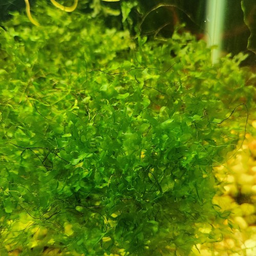 Subwassertang Round Pellia Moss - Live Aquarium Plant | eBay