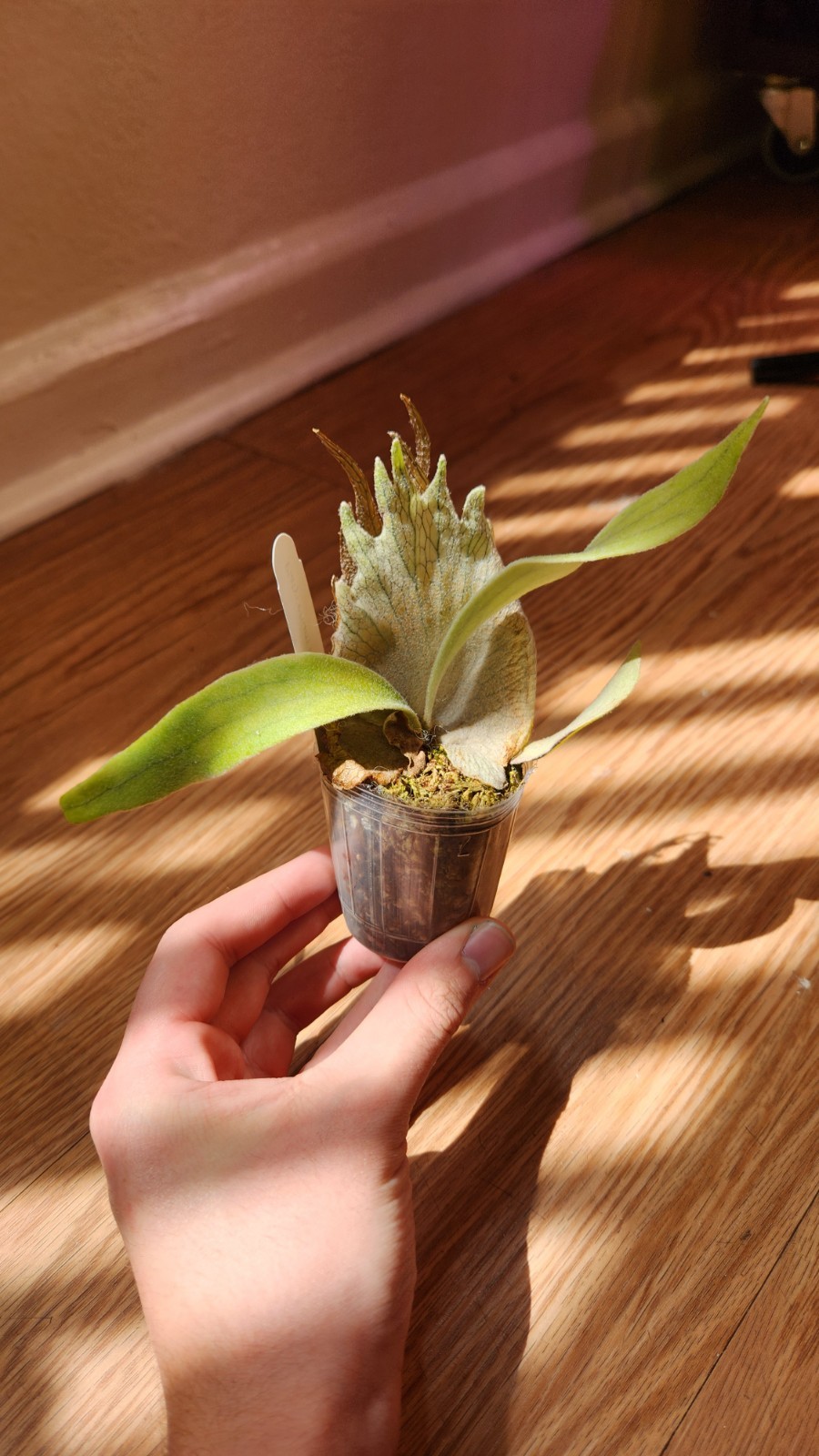 Platycerium Veitchii Auburn River "Chief" Sporeling Rare Staghorn Fern ...