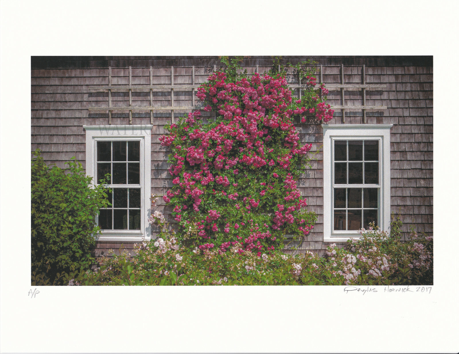 Nantucket Island Fine Art Photography - Rose Covered Cottage | eBay