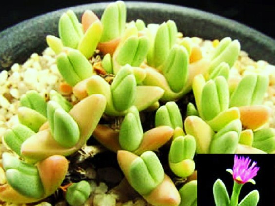 Antimima Turneriana, exotic ice plant rare ruschia cactus mesembs seed ...