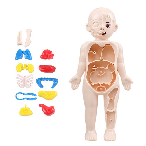 Cute Body Toy for kids - Human Body Toy with 15 Removable Parts-Heart ...