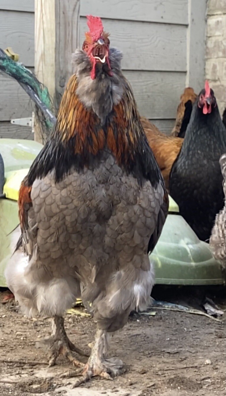 6+ Ameraucana & Easter Egger CHICKEN Hatching EGGS | eBay