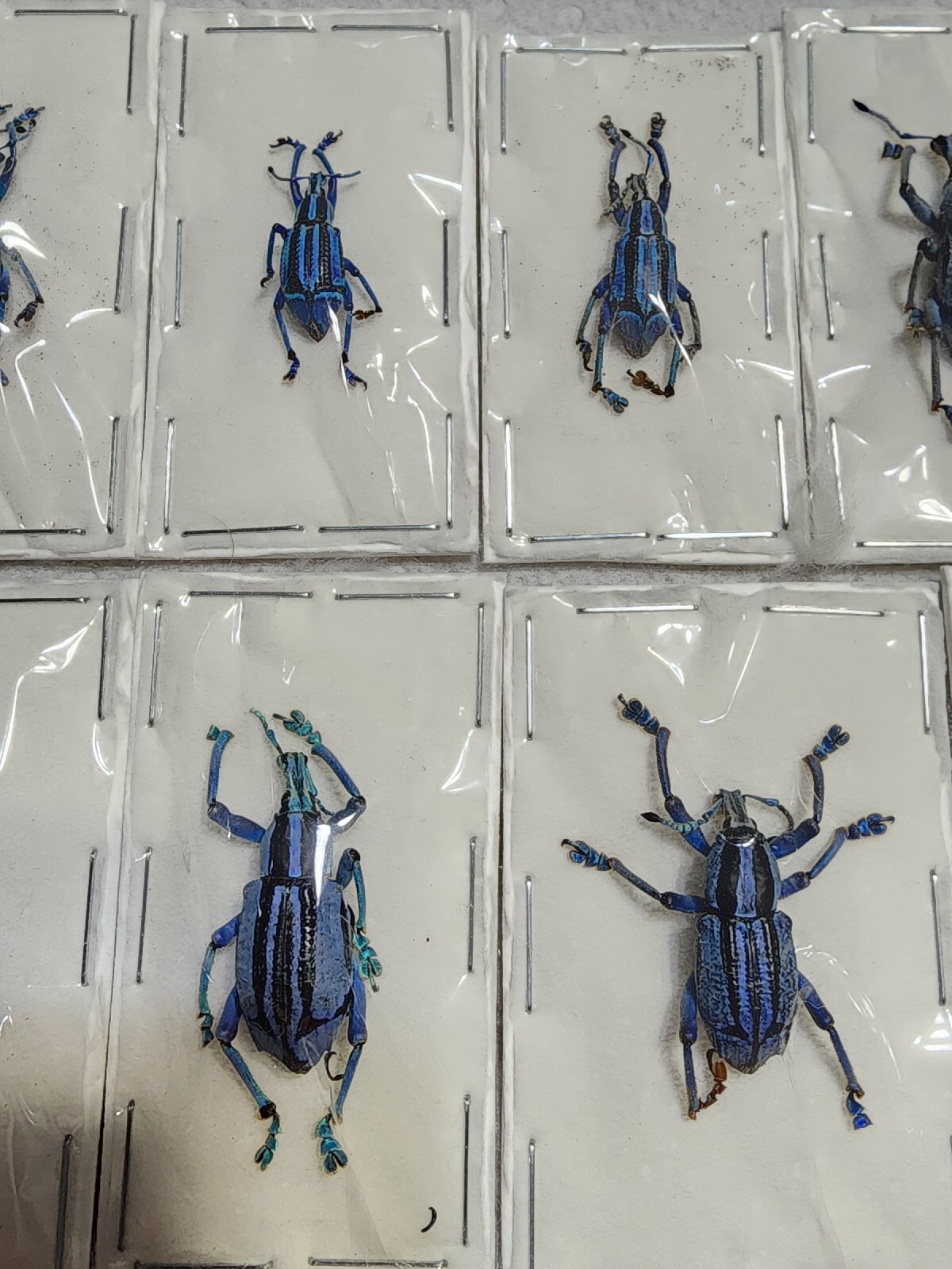 Curculionidae 10 Eupholus bennetti Blue Weevils PNG #EB2 Beetle Insect ...
