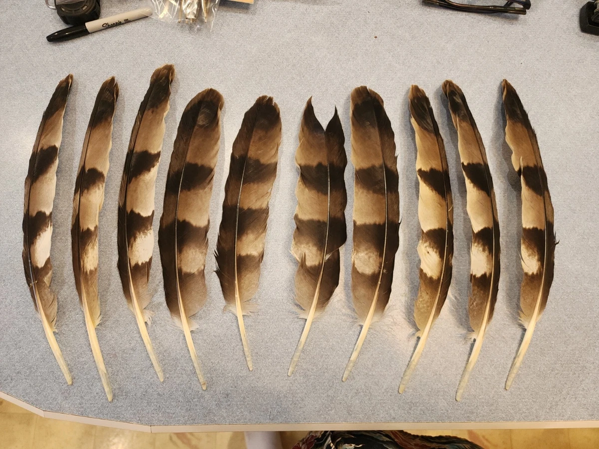 African Eagle Feathers