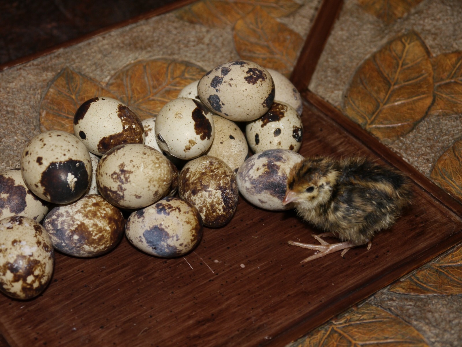 30 Jumbo Brown/JM Pharaoh quail hatching eggs | eBay