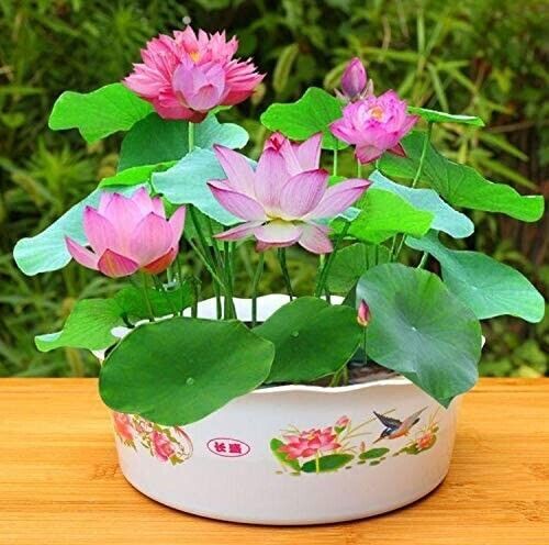 20 Purple Potted Lotus Flower Seeds Gorgeous Nelumbo Aquatic Plants ...