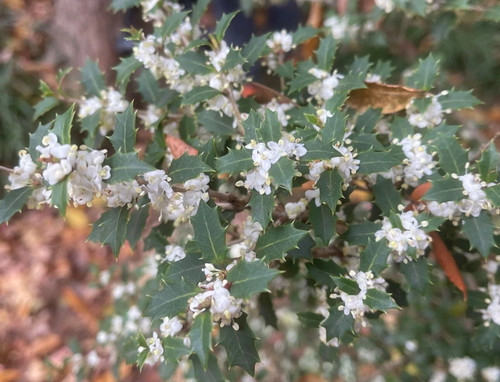 Party Princess 'Kaori Hime' Fragrant Sweet Tea Olive Osmanthus fragrans ...