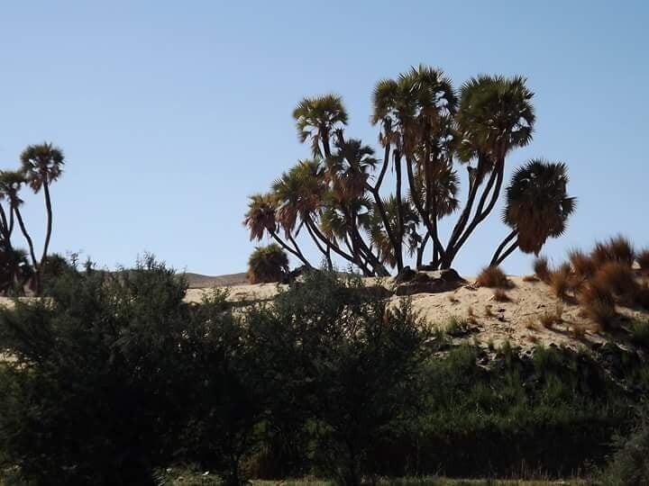 Whole Egyptian Doum Organic Dried Fruit Healthy Food حبات نبات الدوم ...