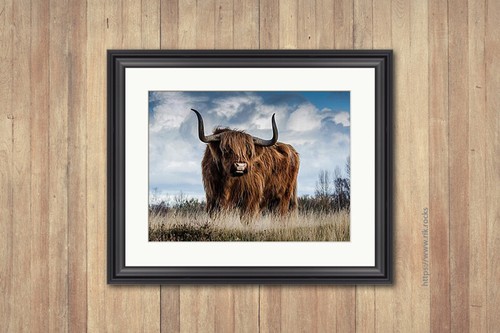 Highland Cow Cattle Bull Livestock Picture Frame Photo Art Framed Print ...
