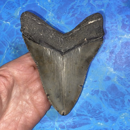 MEGALODON SHARK TOOTH 5.16” HUGE TEETH MEG SCUBA DIVER DIRECT FOSSIL NC ...