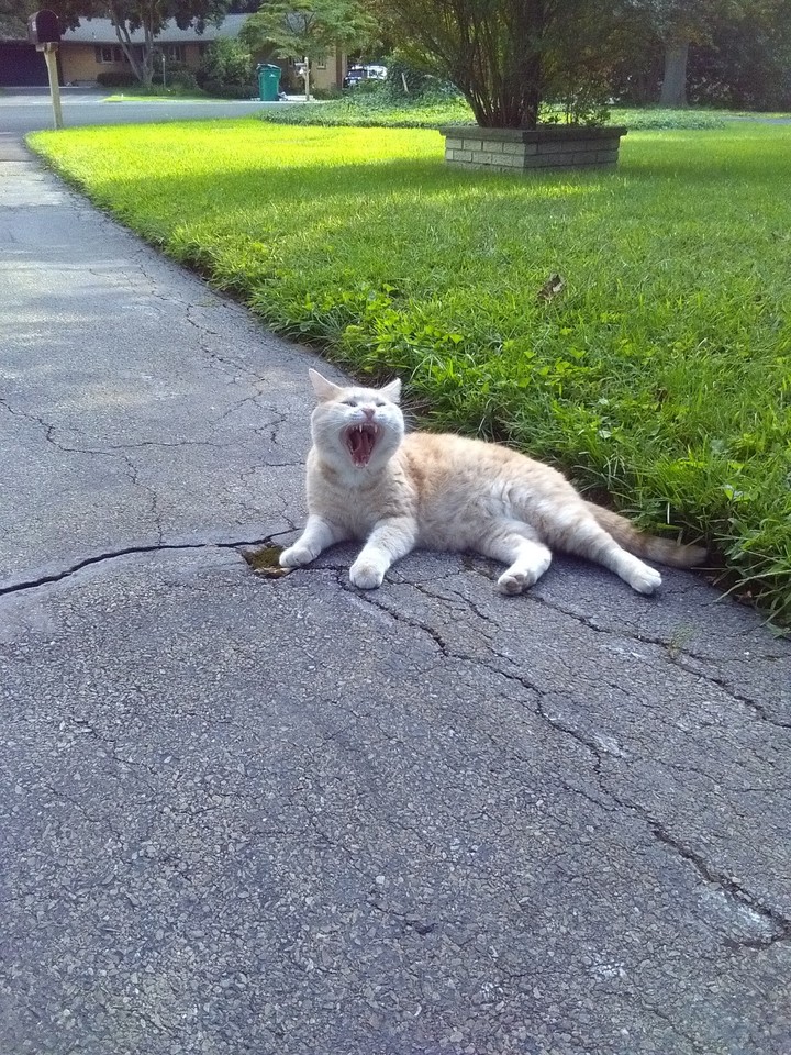 SONY MINI DV EXCELLENCE DIGITAL VIDEO CASSETTES DVM30EXM2 SEALED PACK ...