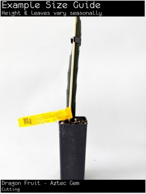 Dragon Fruit - Aztec Gem (Selenicereus hybrid) Fruit Tree Plant | eBay