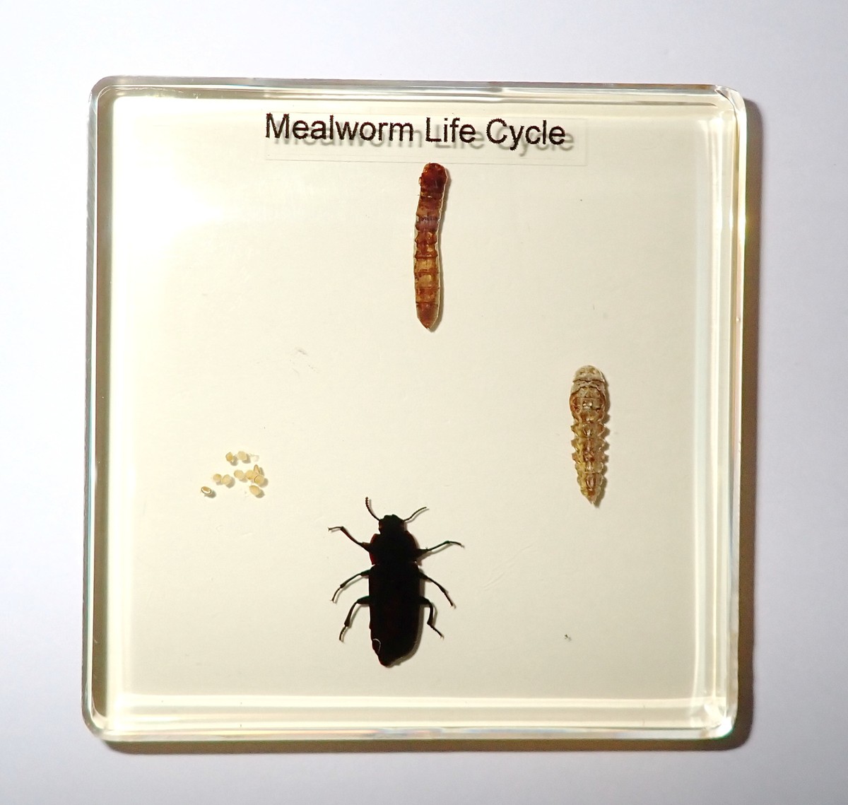 Life Cycle Of A Darkling Beetle Yellow Mealworm Beetle Life Cycle 4