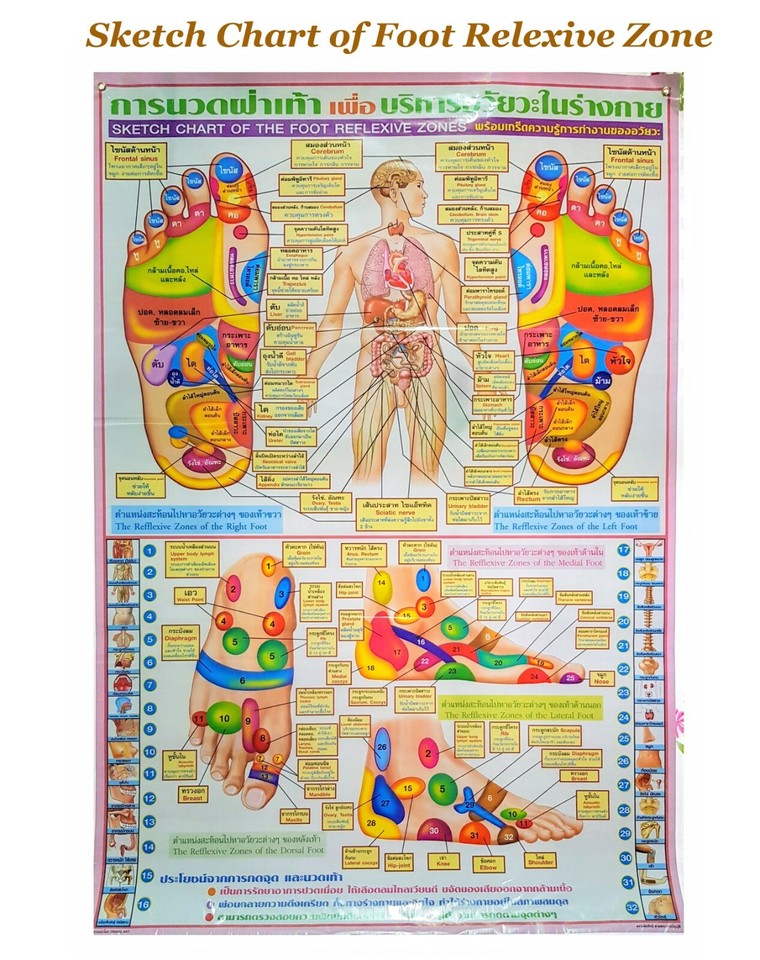 Poster Thai Massage Body Oil Foot Traditional Sketch Chart Reflexology ...