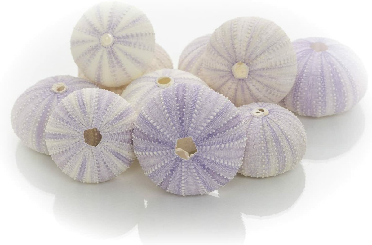 Purple Sea Urchin Shell