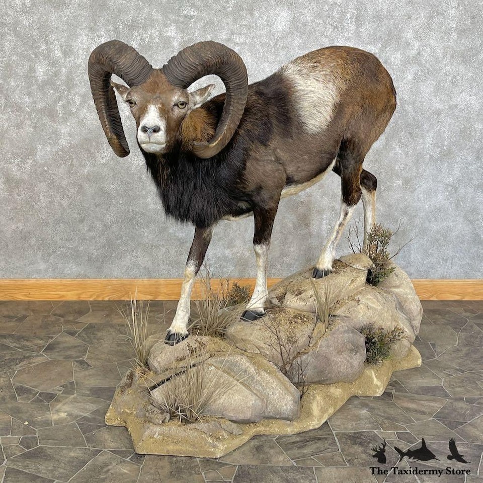 #25438 EL | Iberian Mouflon Ram Life-Size Taxidermy Mount For Sale | eBay