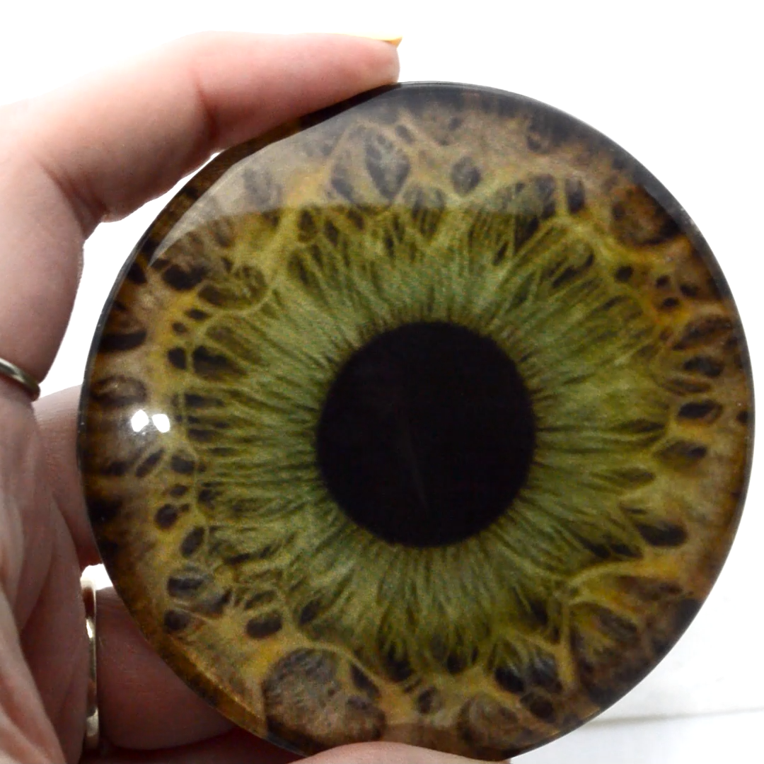 Hazel Human Glass Eyes In 2020 Eye Art Taxidermy Eyes Pin On Eyes