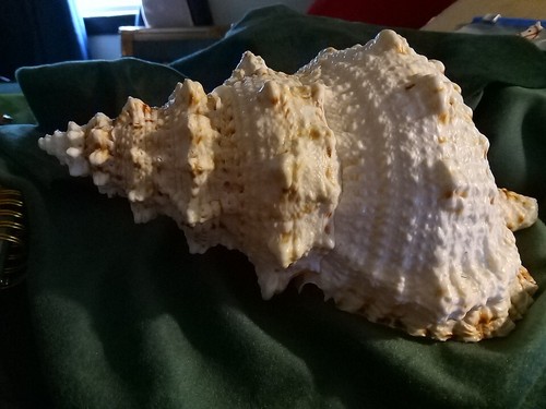 Large Frog Conch Shell 9 In X5in | eBay