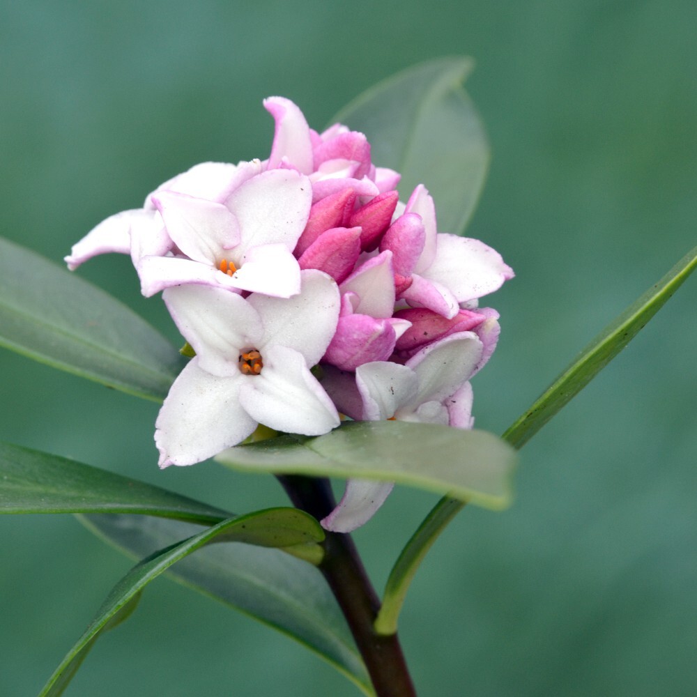 T&M Daphne Eternal Fragrance Hardy Shrub Garden Flowers 2x 15cm Potted ...