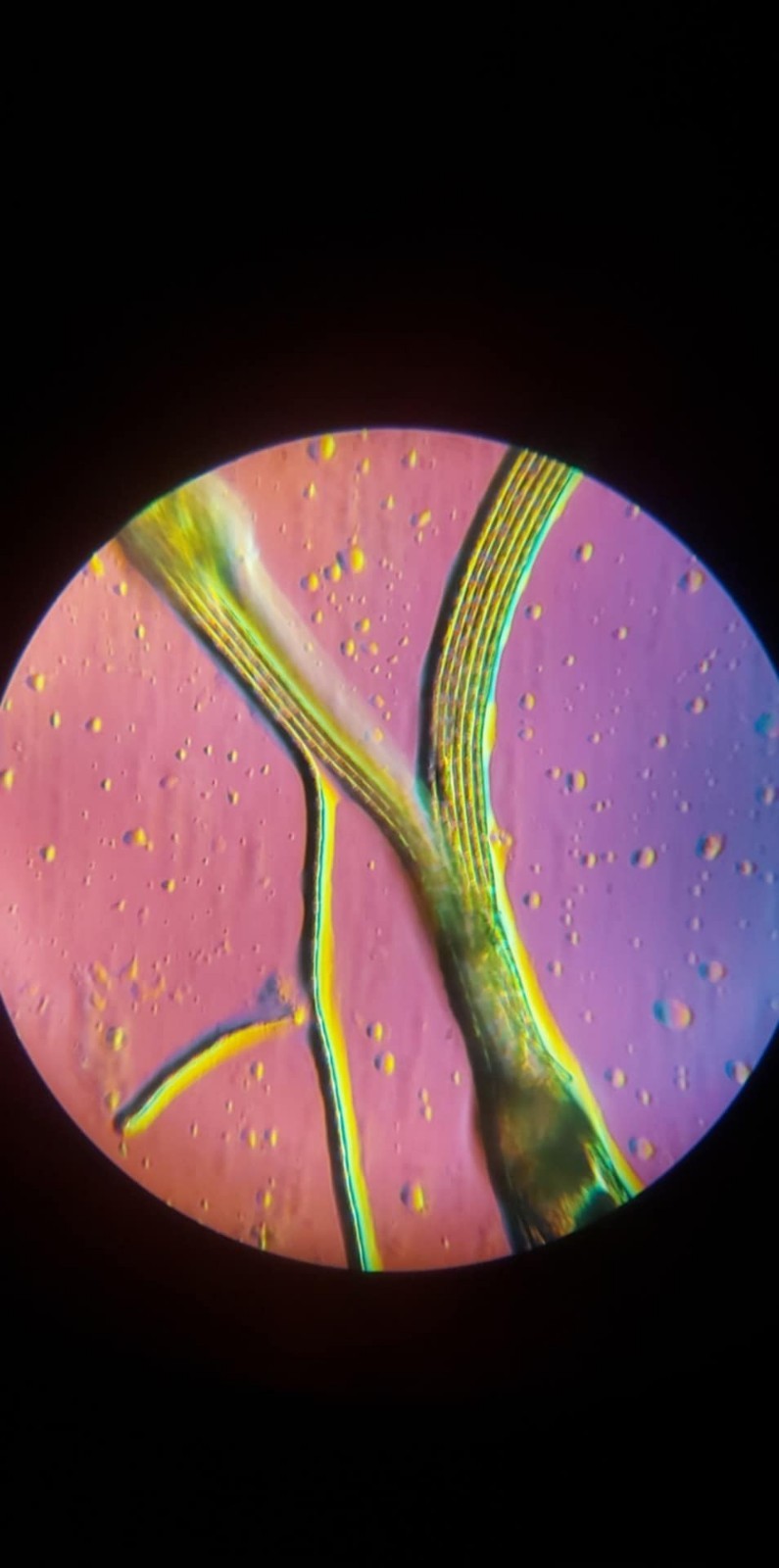 Jamin-Lebedeff interference contrast,DIC NOMARSKI,Microscope PZO, ZEISS ...