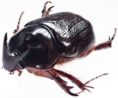 Insect - DYNASTIDAE Temnorhynchus grandicornis-1 - Madagascar - Male ...