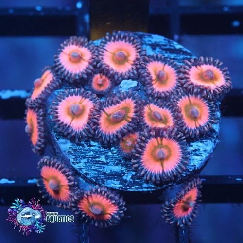 URA-A02 WYSIWYG RAINBOW INFUSION VAMPIRE ZOANTHID COLONY LIVE CORAL FRAG | eBay